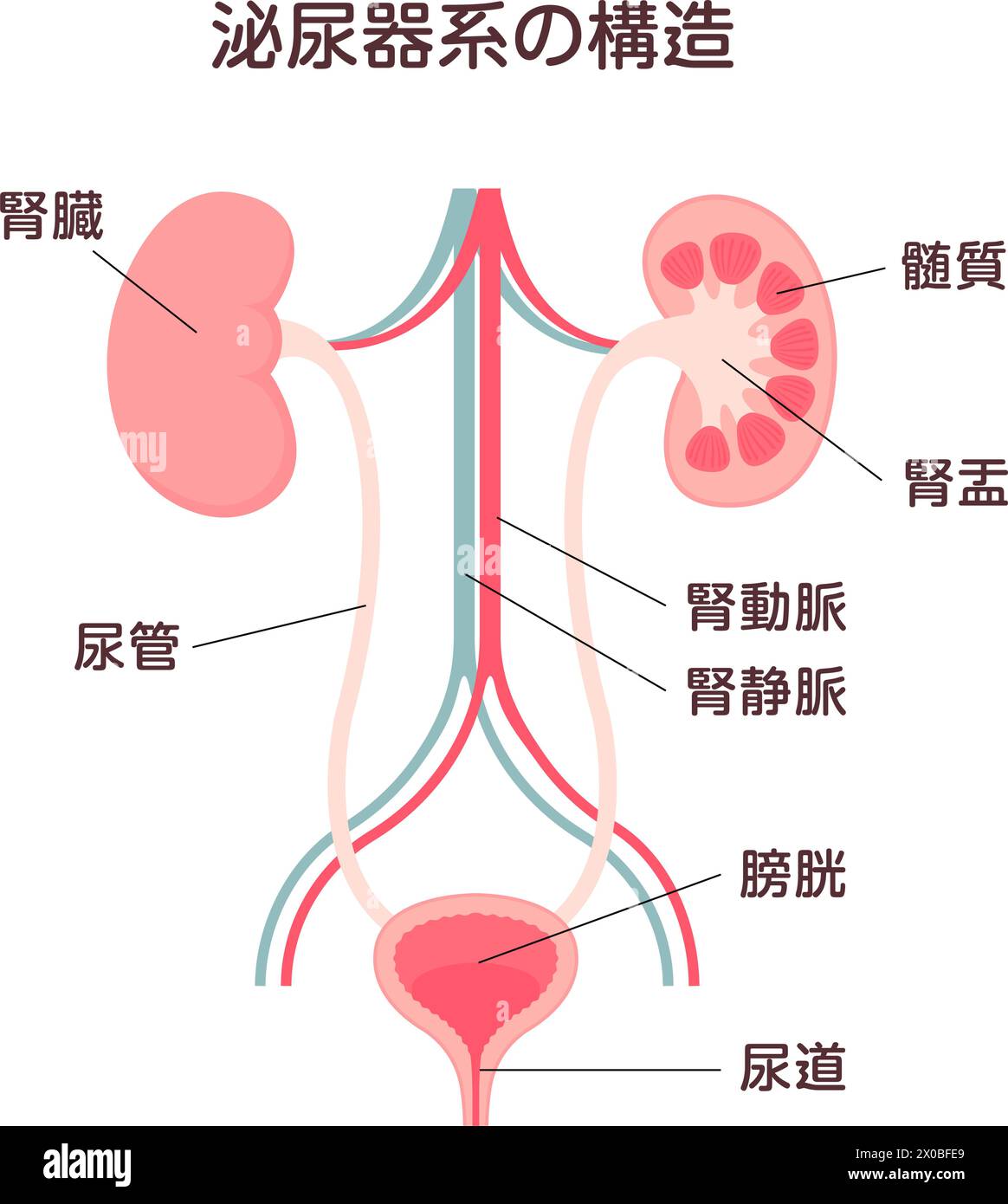 Anatomy of Urinary System. Vector illustration Stock Vector Image & Art ...