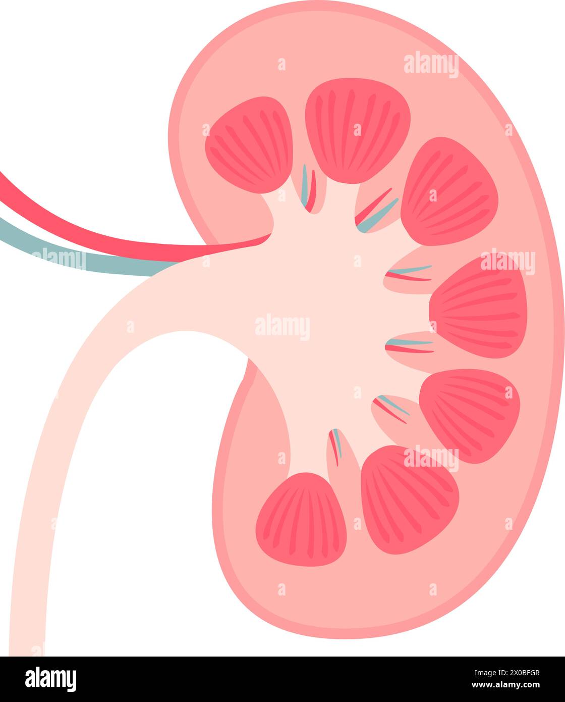 Anatomy of Kidney. Vector illustration Stock Vector Image & Art - Alamy