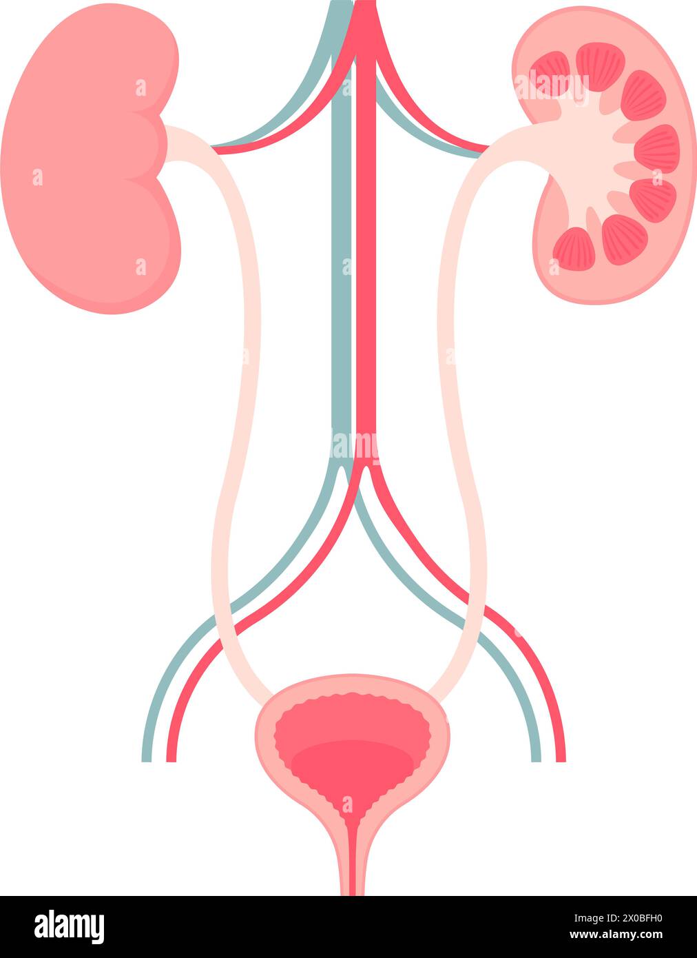 Anatomy of Urinary System. Vector illustration Stock Vector Image & Art - Alamy