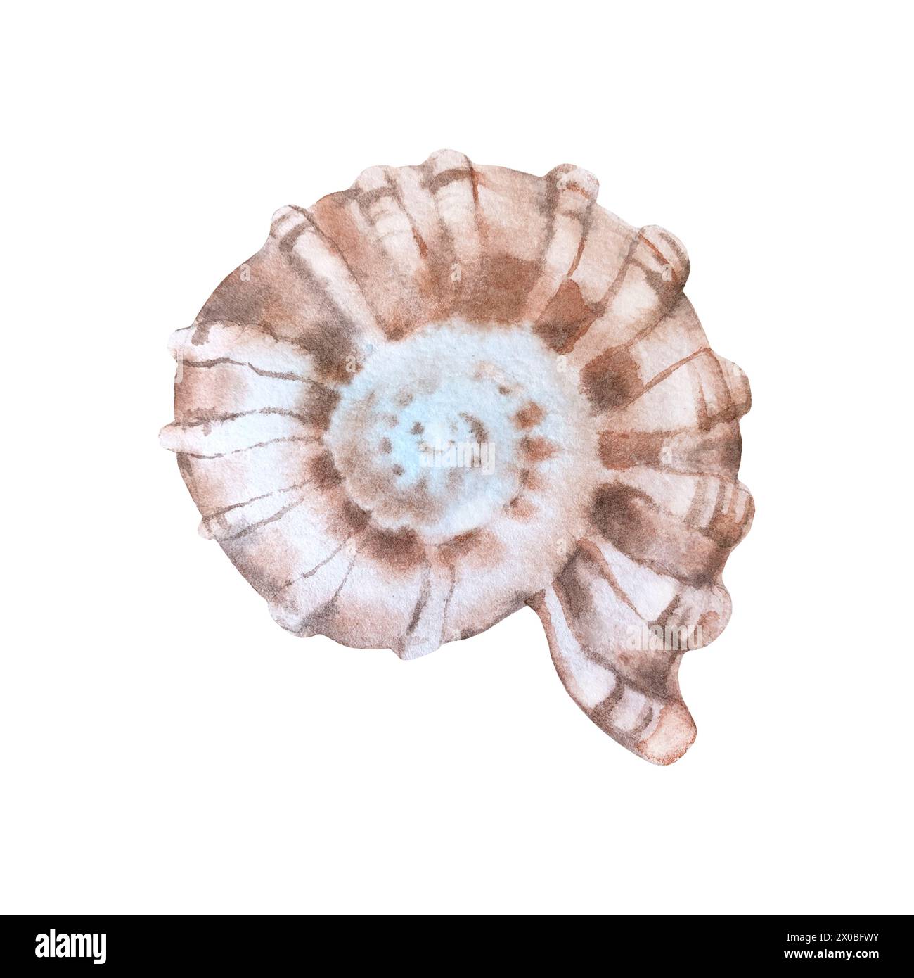 Seashell watercolor illustration isolated on white background. drawn by ...