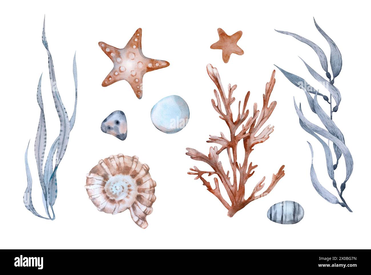 Set with seaweed, shells, pebbles and starfish. Watercolor illustration ...
