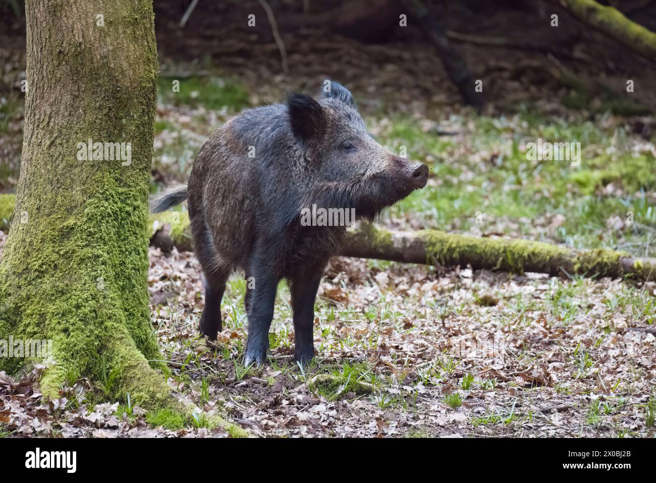 Wild Boar sniffing the air in the Forest of Dean Stock Photo - Alamy