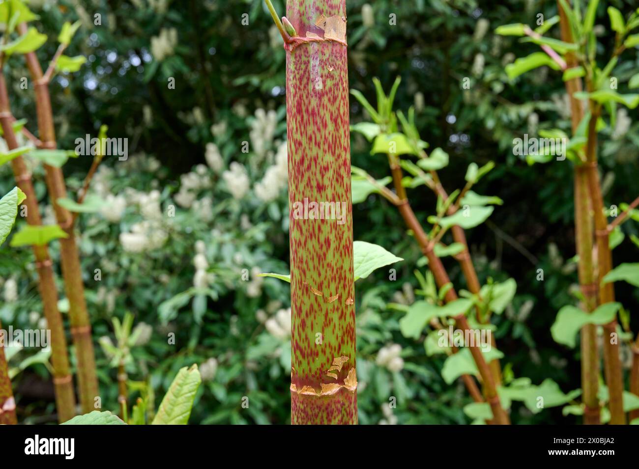 stem of Japanese Knotweed resp.Fallopia japonica at River Wupper ...