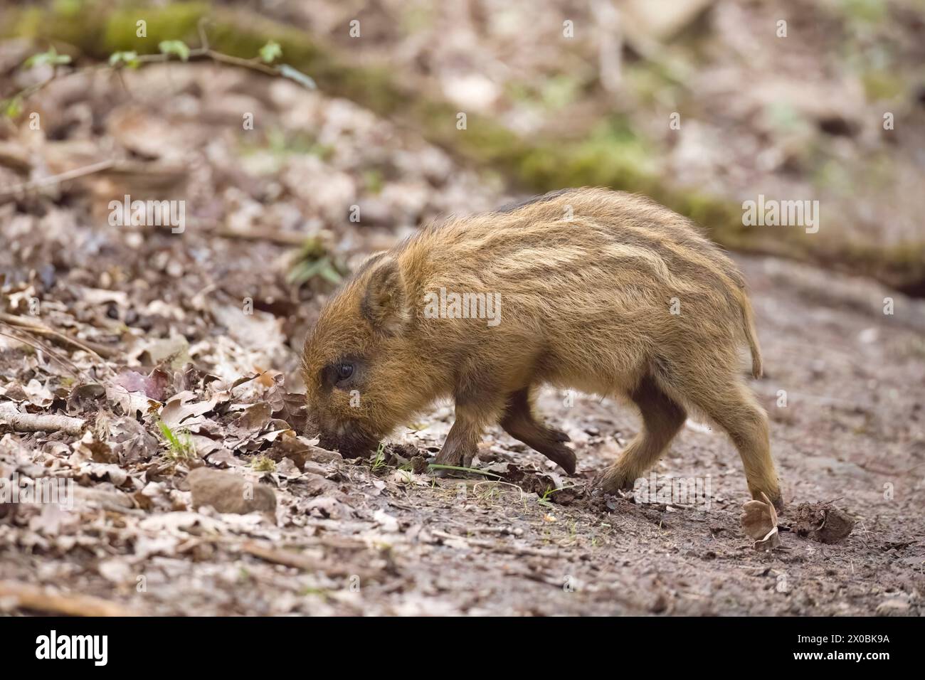 Wild boar uk piglet hi-res stock photography and images - Alamy