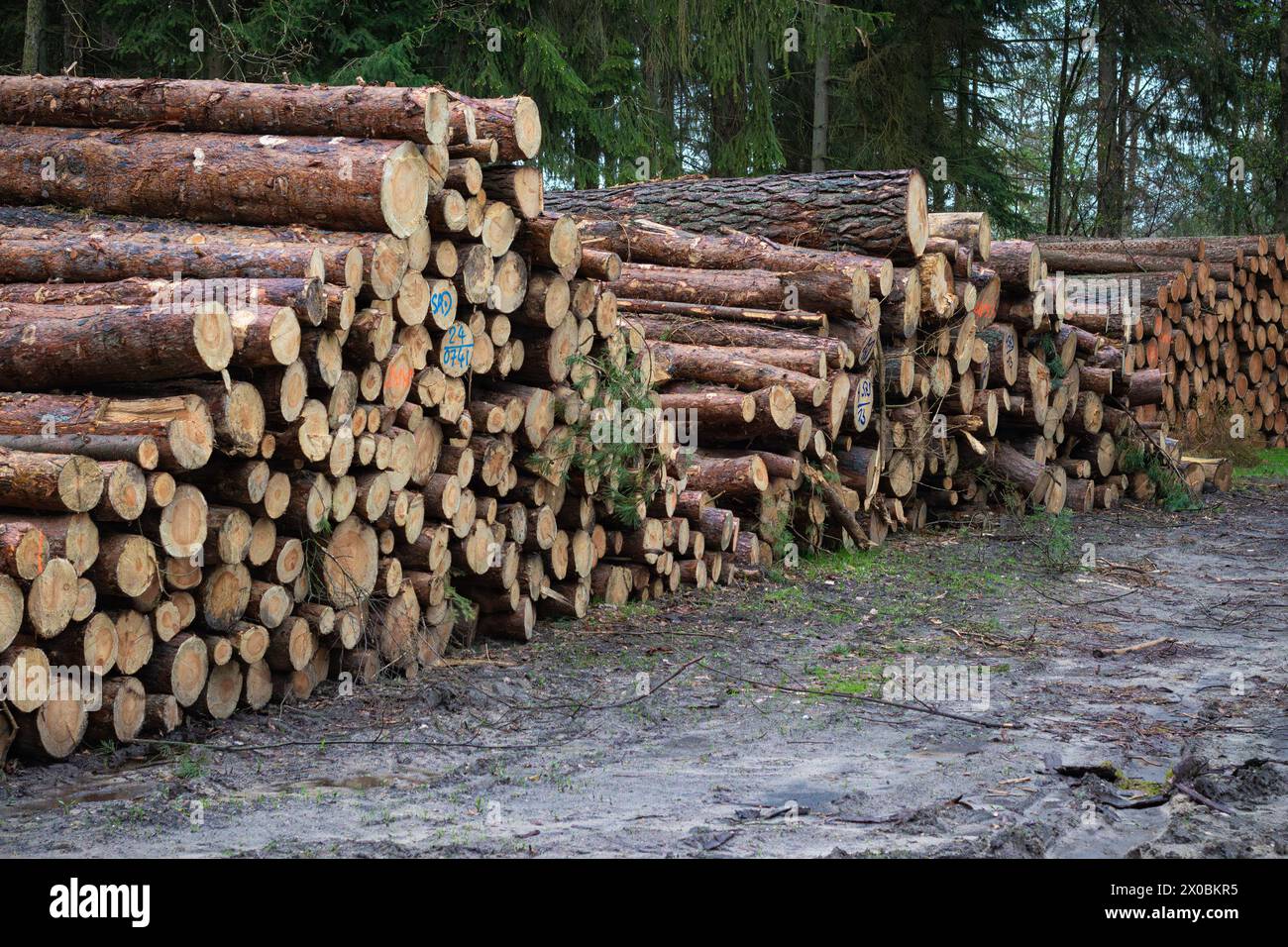 Profitable timber harvesting in commercial forests, Germany Stock Photo ...