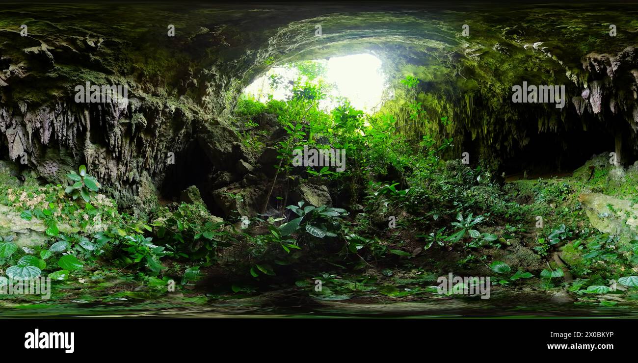 Tropical plants and trees in an underground cave. Bulwang Caves. Mabinay, Negros, Philippines ...