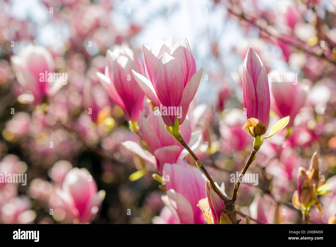 closeup of pink flowers of blossoming magnolia tree in morning light ...
