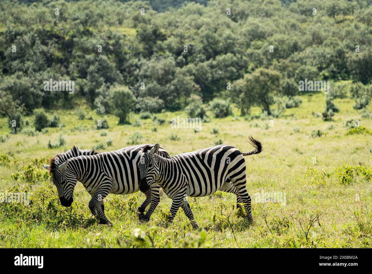 zebra in hell's gate area kenya Stock Photo - Alamy