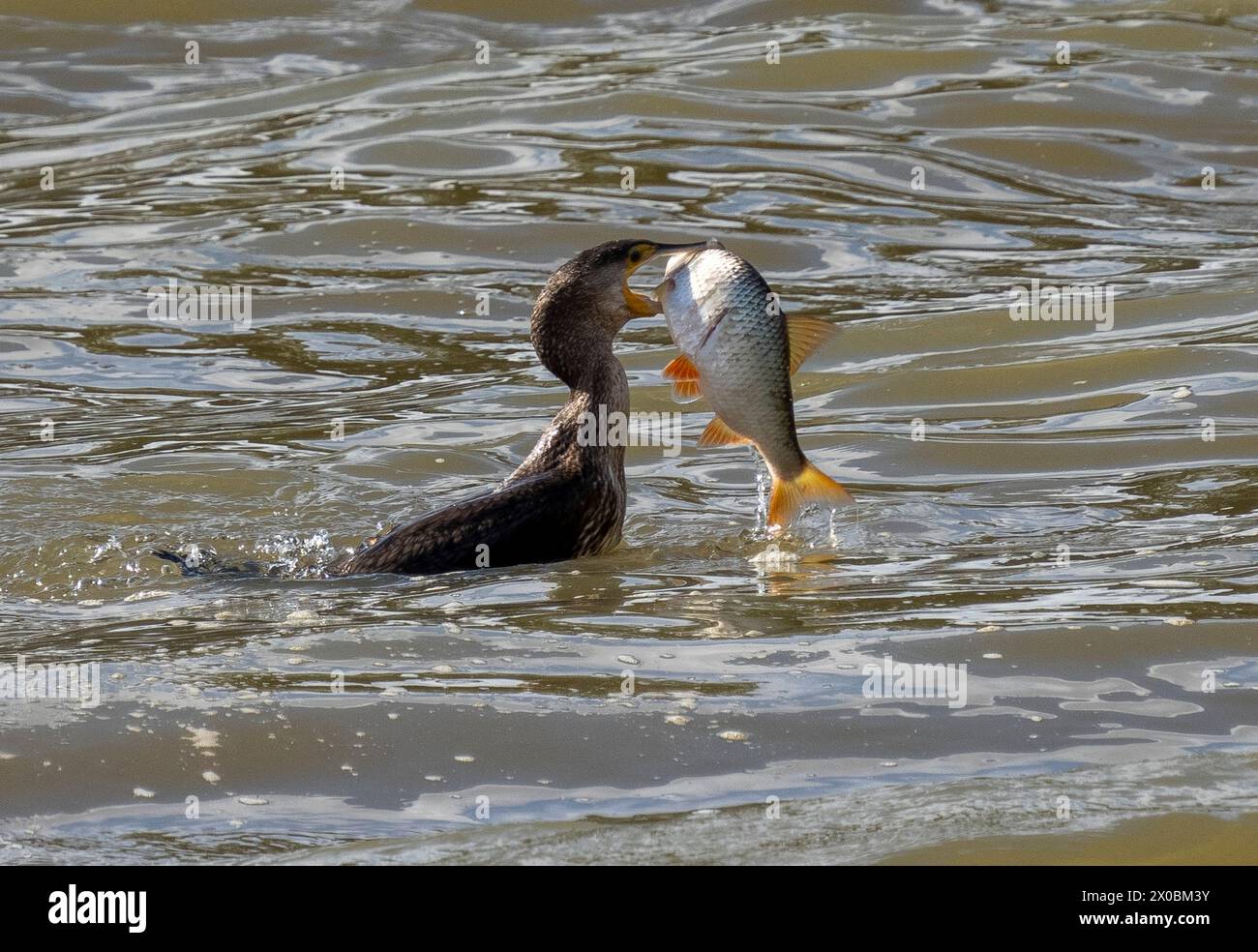 A greedy cormorant gulps down a whole fish at least three times the ...