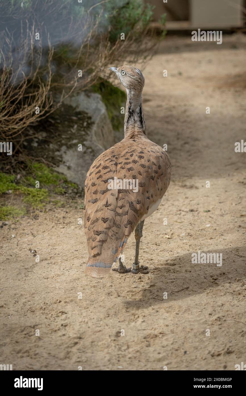 The menagerie, the zoo of the plant garden. View of a Asian houbara ...