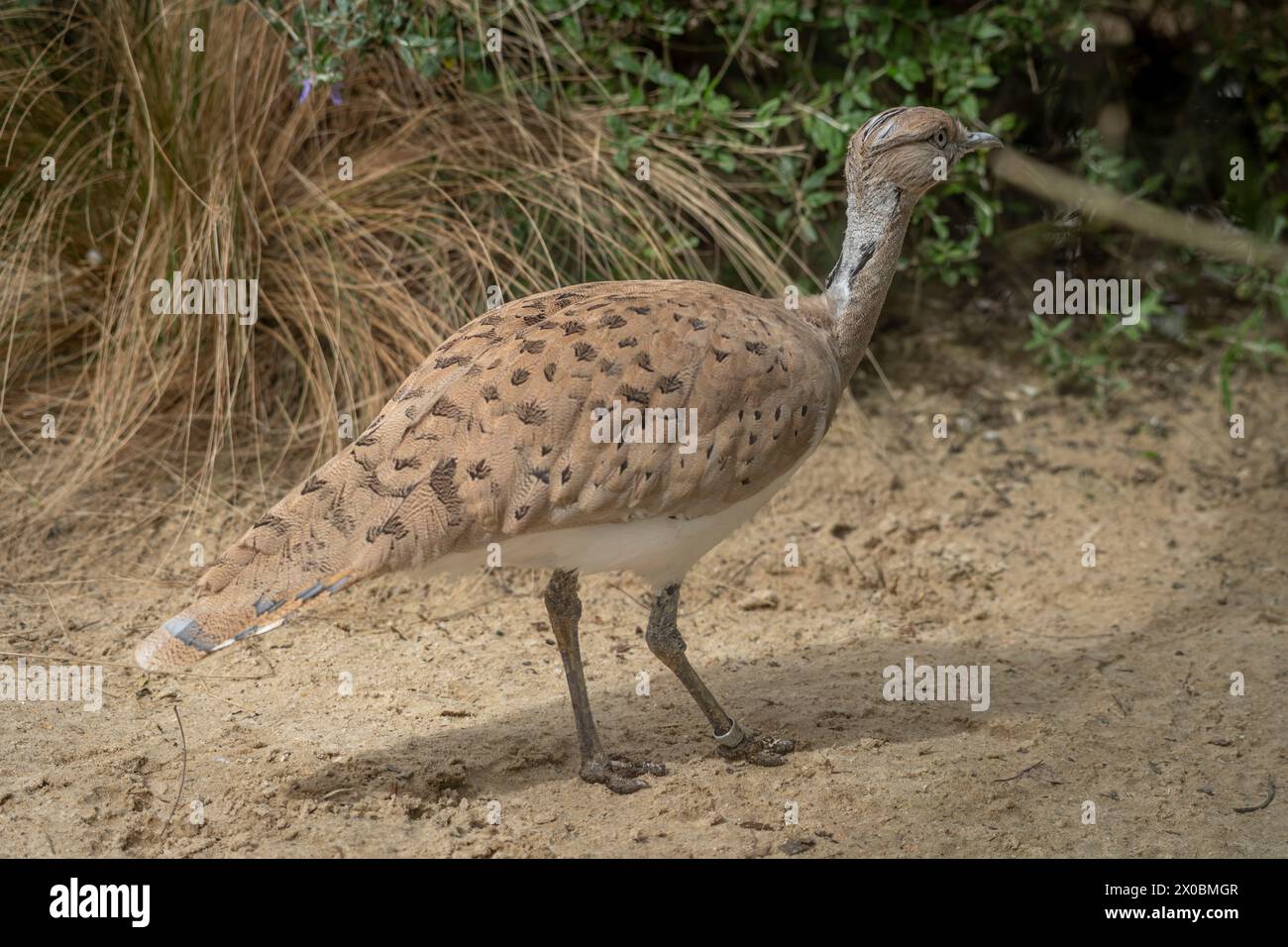 The menagerie, the zoo of the plant garden. View of a Asian houbara ...