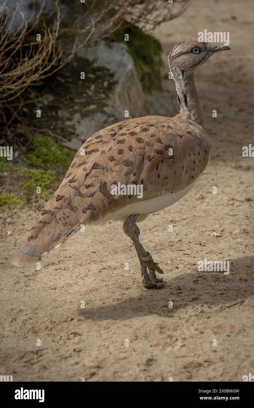 The menagerie, the zoo of the plant garden. View of a Asian houbara ...