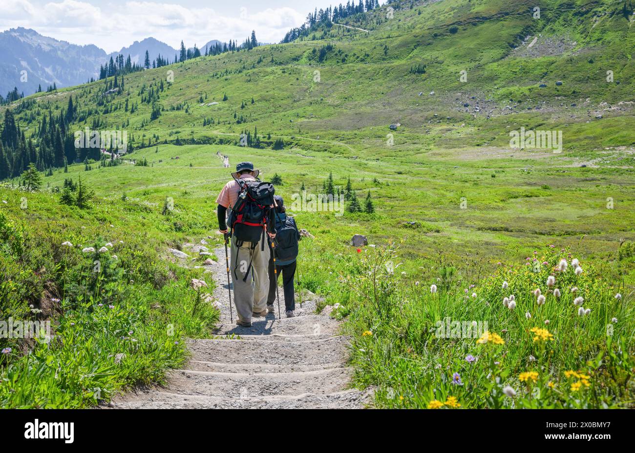 Hiking Skyline trail in summer. Wildflowers blooming on the meadows. Mt ...