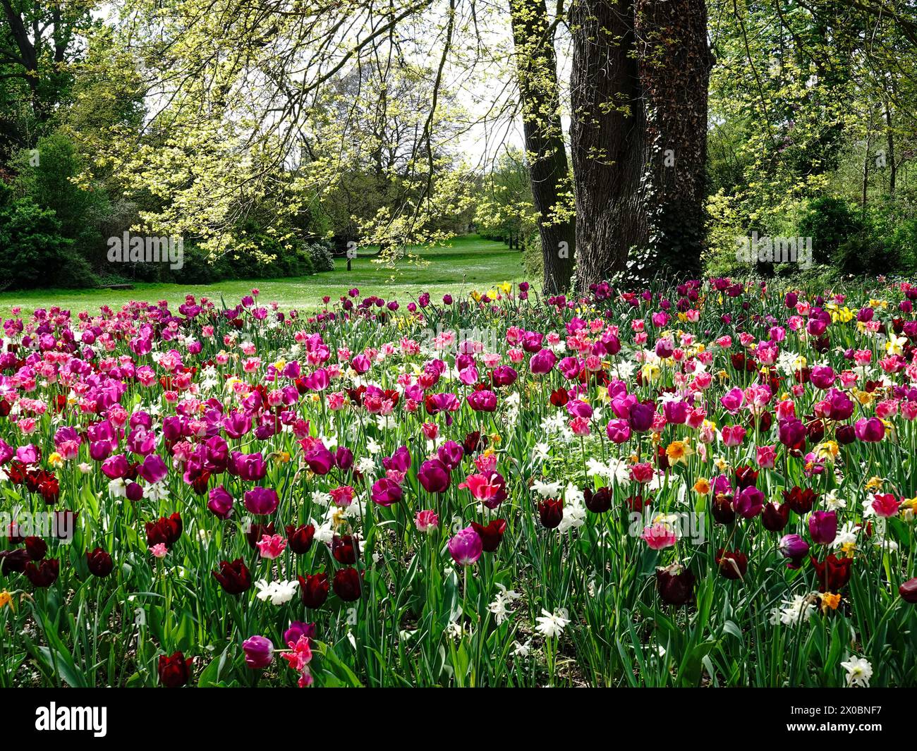 Masses of tulips, daffodils, and other spring flowers in the gardens of ...