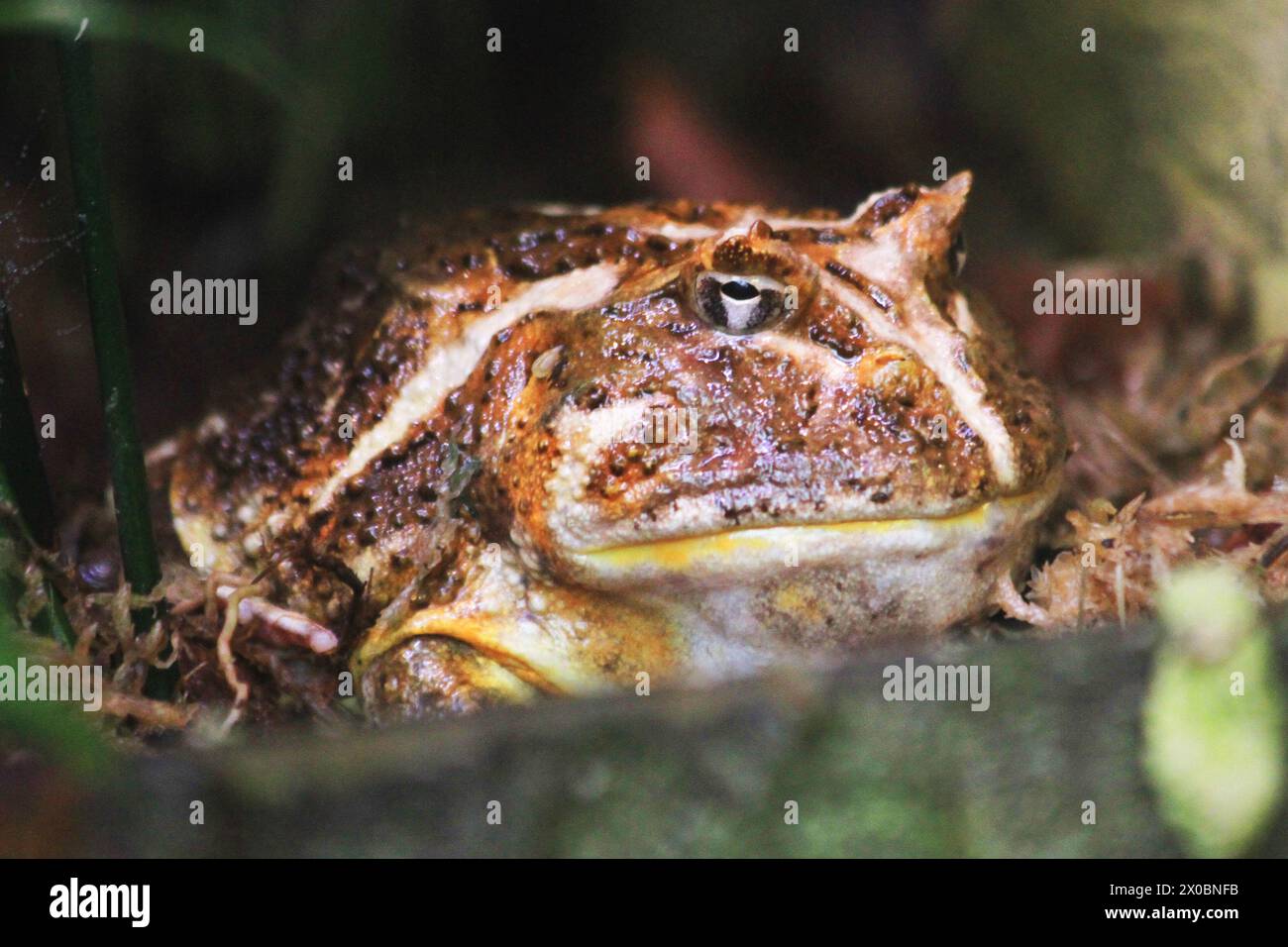 Chaco horned frog hi-res stock photography and images - Alamy