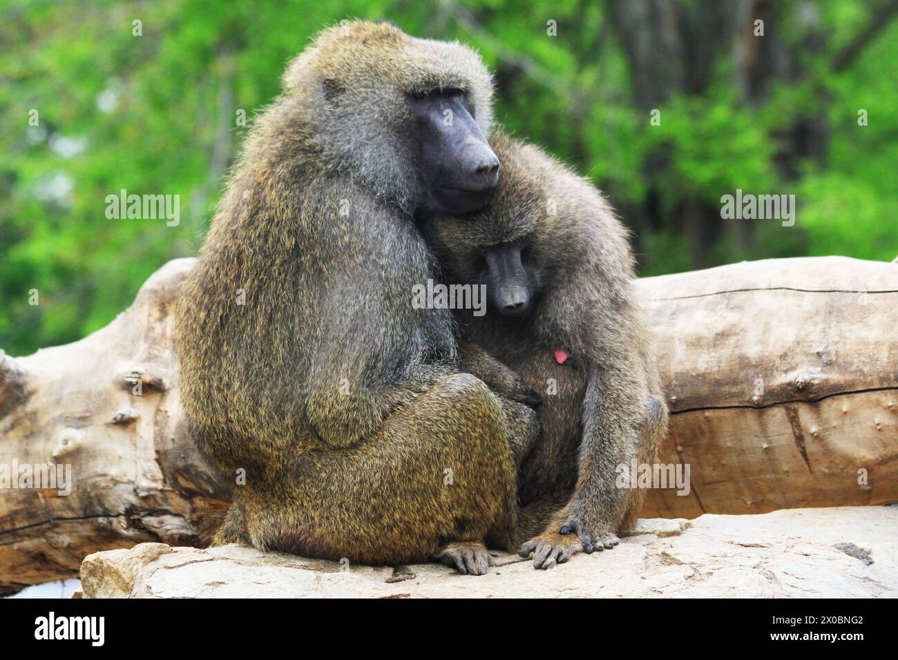 Two young cute japanese hi-res stock photography and images - Alamy