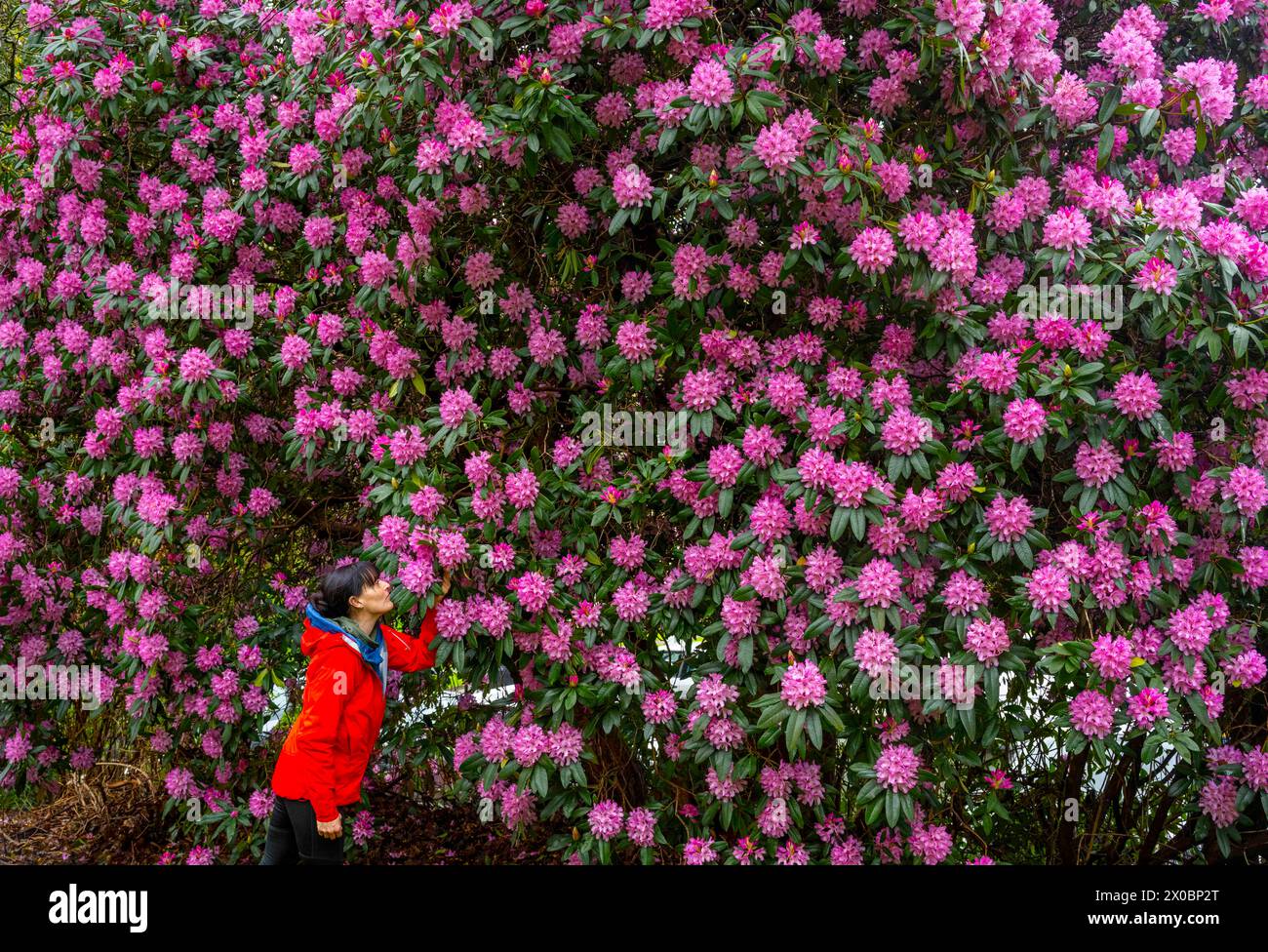 UK Weather. Ambleside, Lake District, Cumbria, England. Jude Wilkinson ...