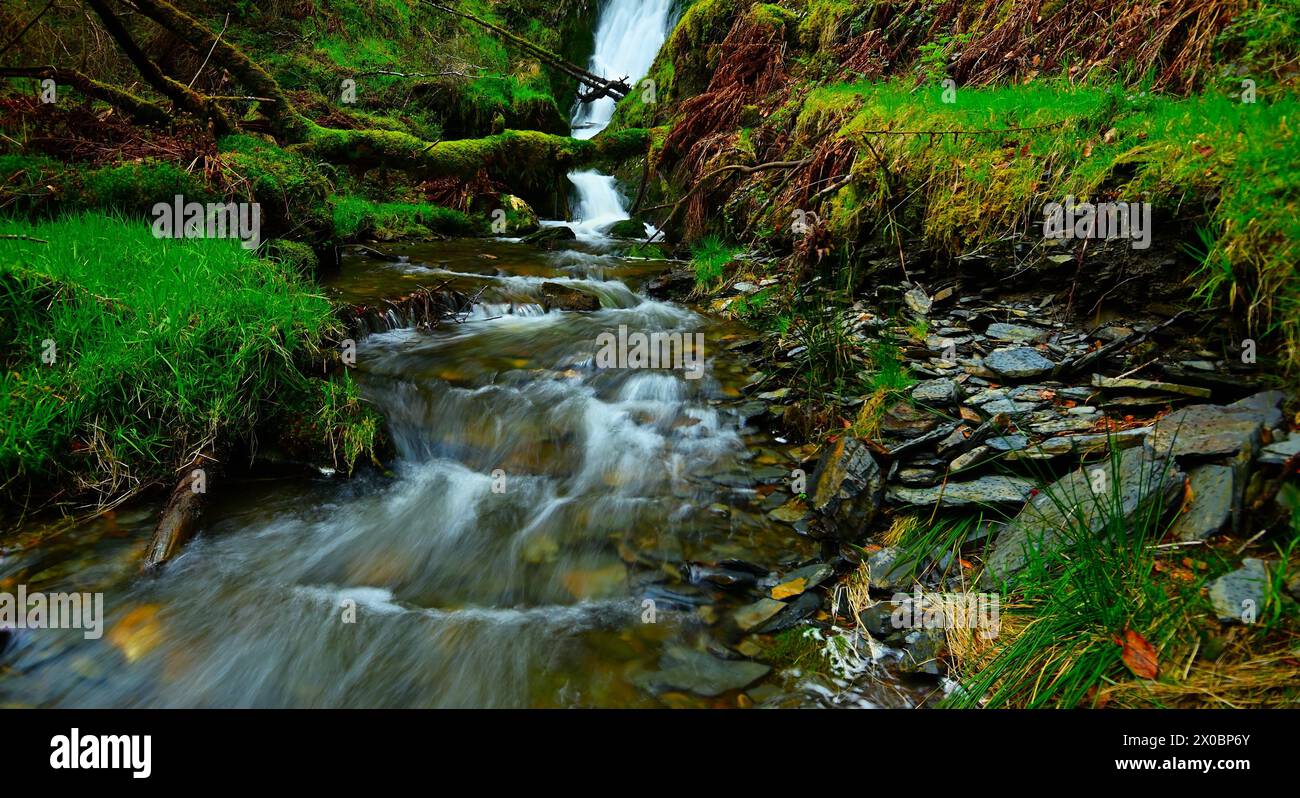 small stream and water fall in Welsh woodland with moss covered trees ...