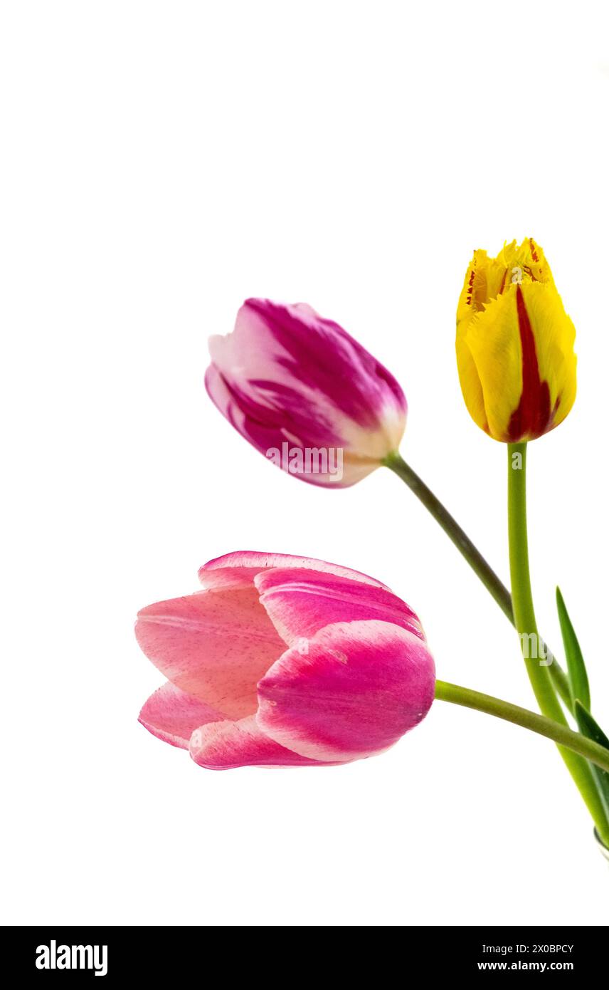 Garden flowers floral still life arrangement Cut Out Stock Images ...