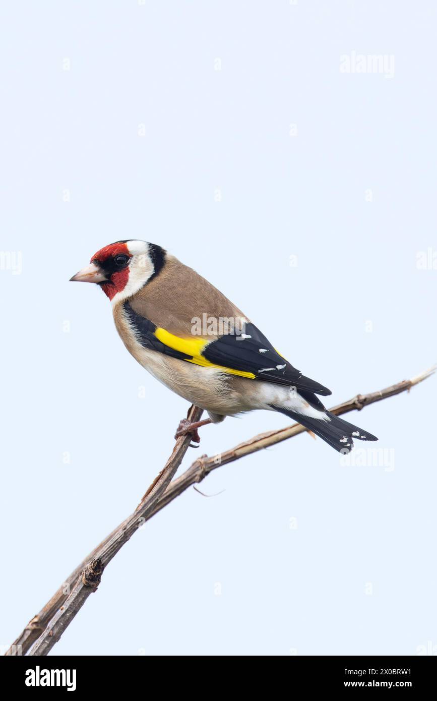 Goldfinch (Carduelis carduelis) Dorset April 2024 Stock Photo - Alamy