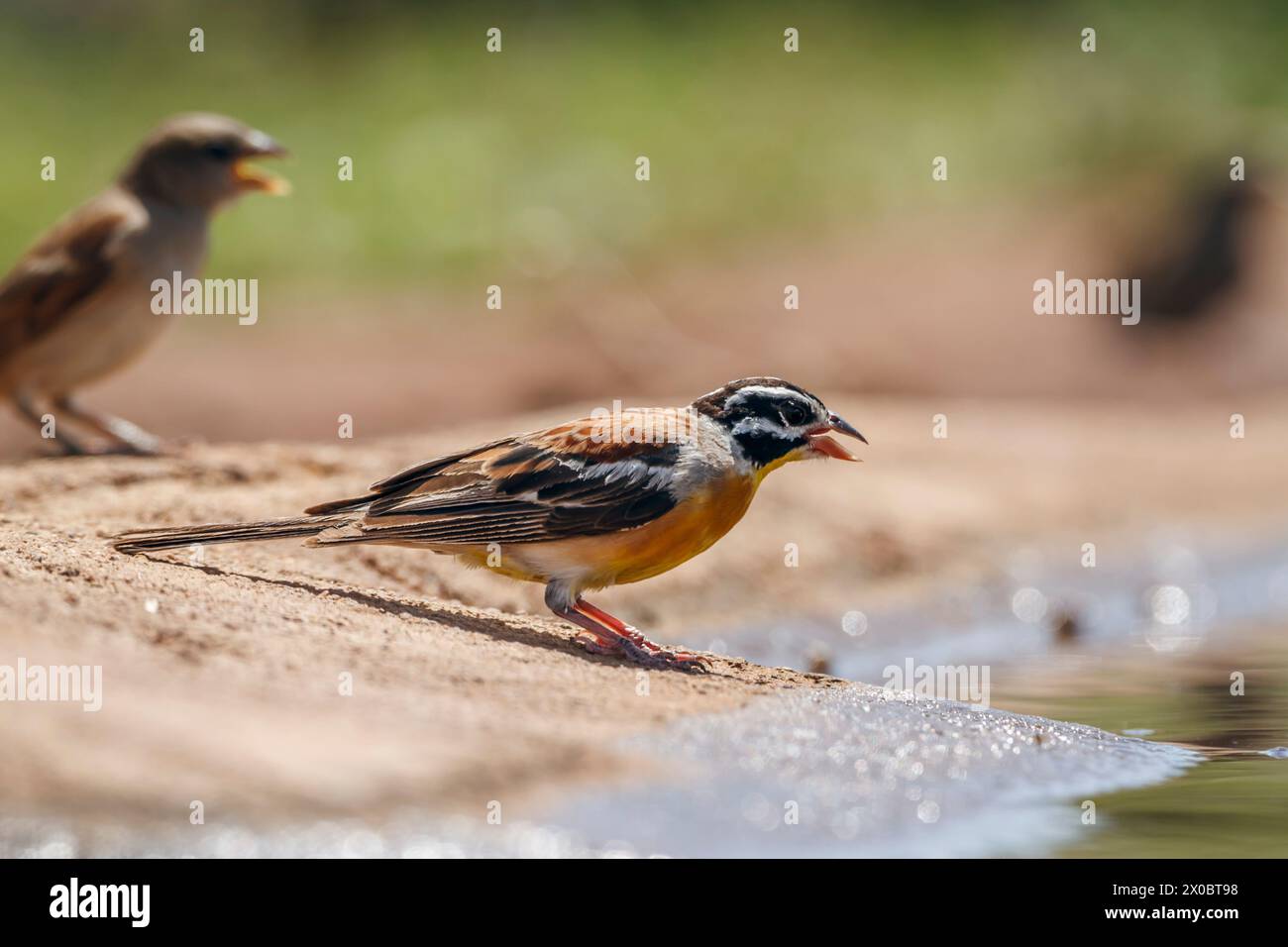 African Golden breasted Bunting standing along waterhole in Kruger ...