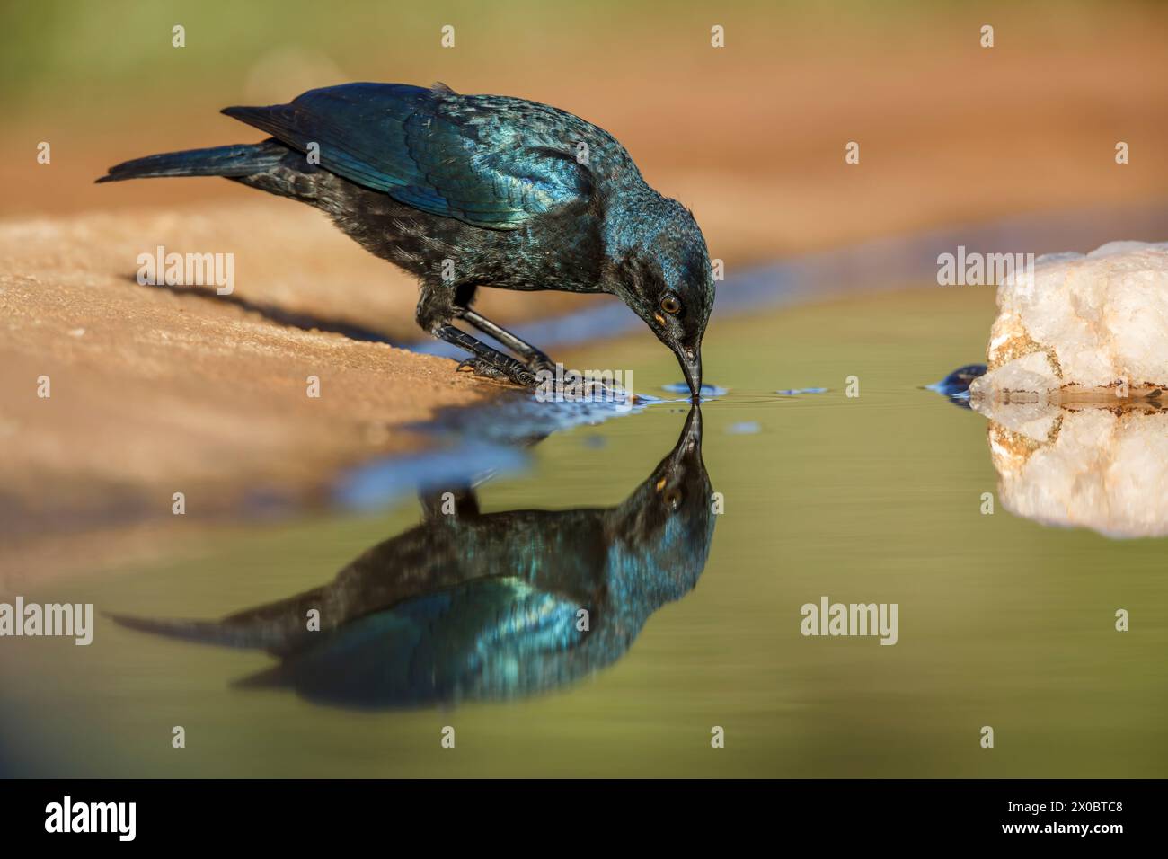 Cape Glossy Starling drinking in waterhole with reflection in Kruger ...