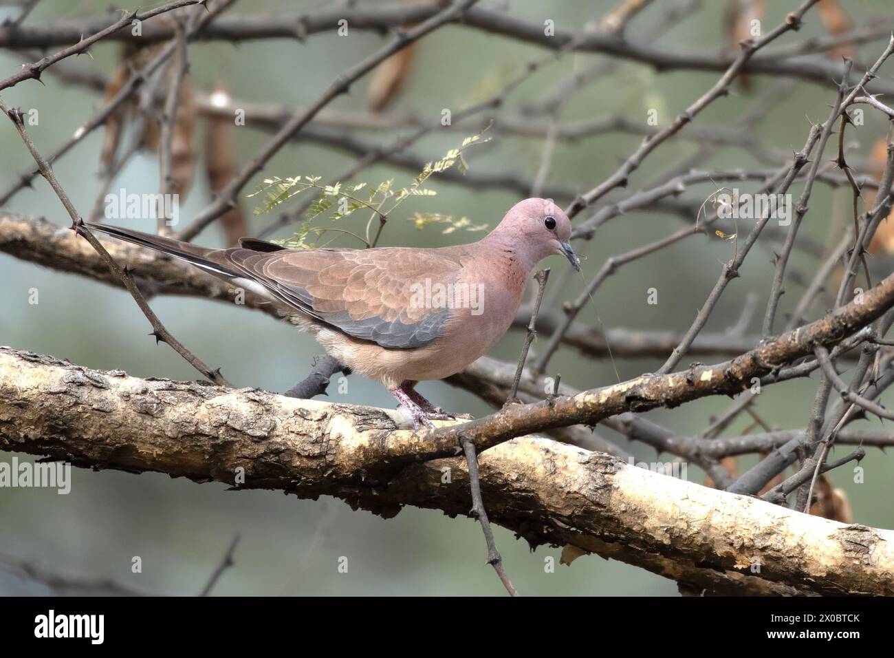 Indian turtle dove hi-res stock photography and images - Alamy