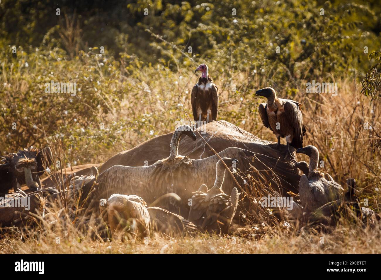 Hooded vulture and White backed Vulture scavenging on dead elephant ...
