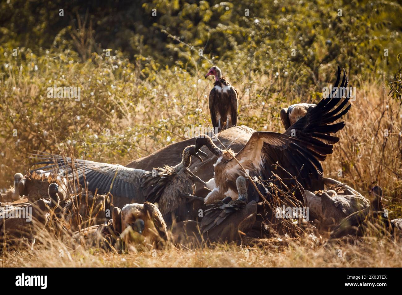 Hooded vulture and White backed Vulture scavenging on dead elephant ...