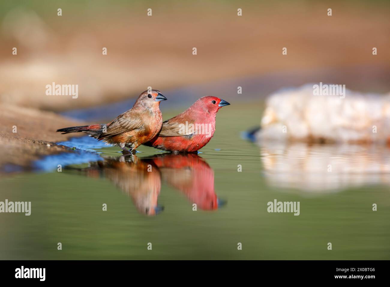 Jameson Firefinch couple bathing in waterhole in Kruger National park ...