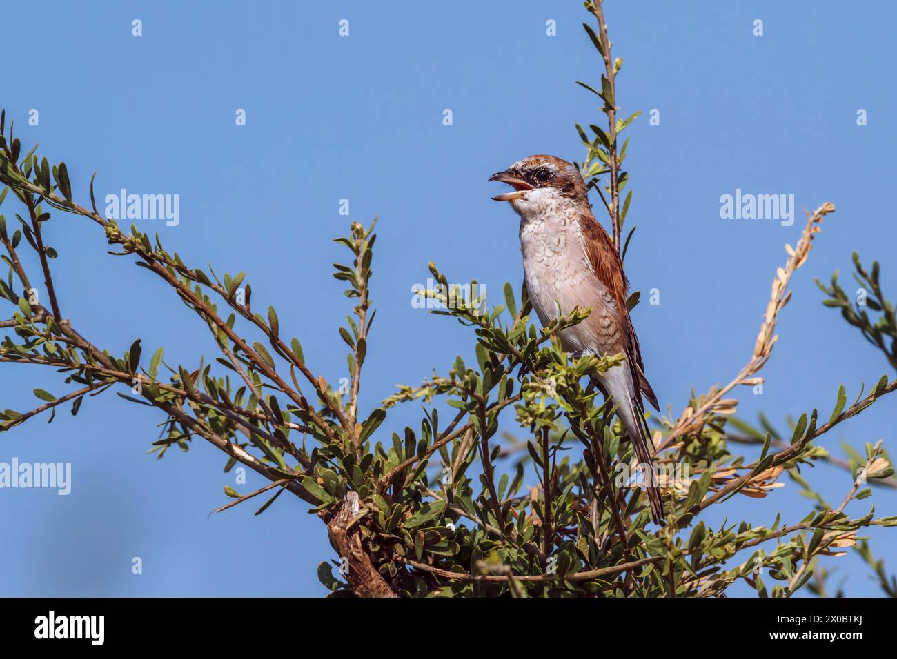 Red-backed Shrike female singing on a shrub in Kruger National park, South Africa ; Specie ...