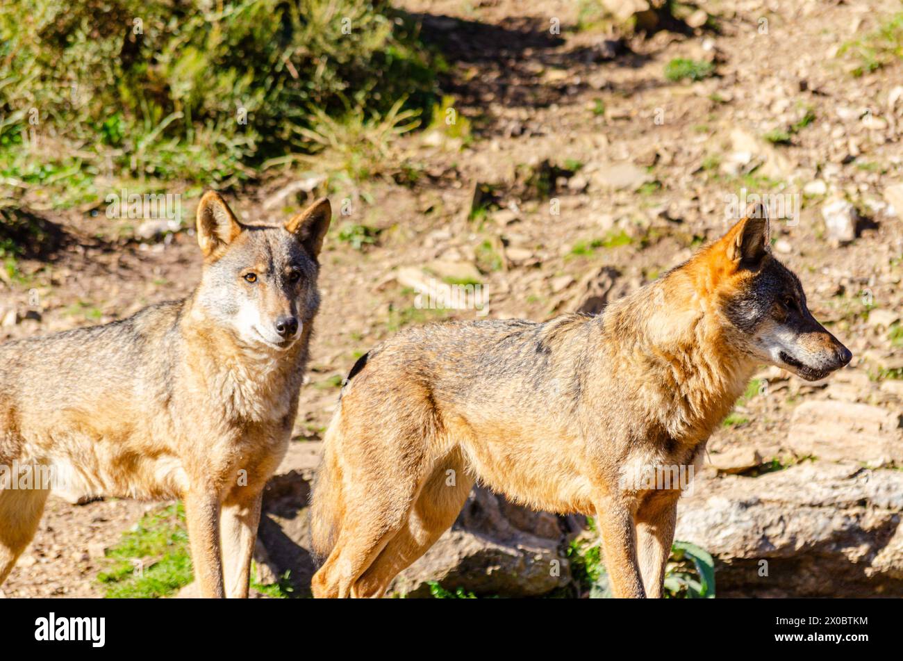 two quiet iberian wolves, Canis Lupus signatus Stock Photo - Alamy