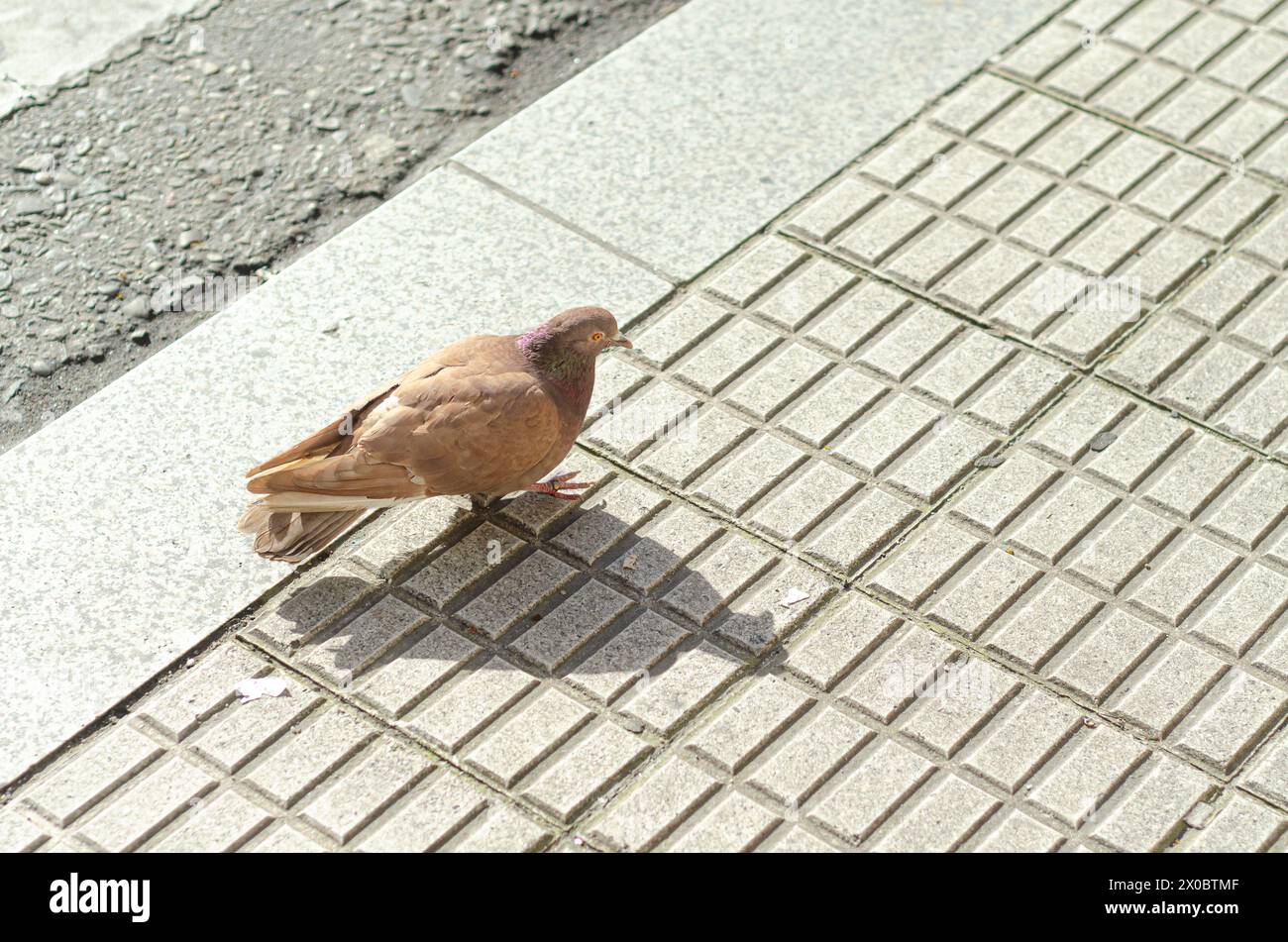Pigeon walking on road in hi-res stock photography and images - Alamy