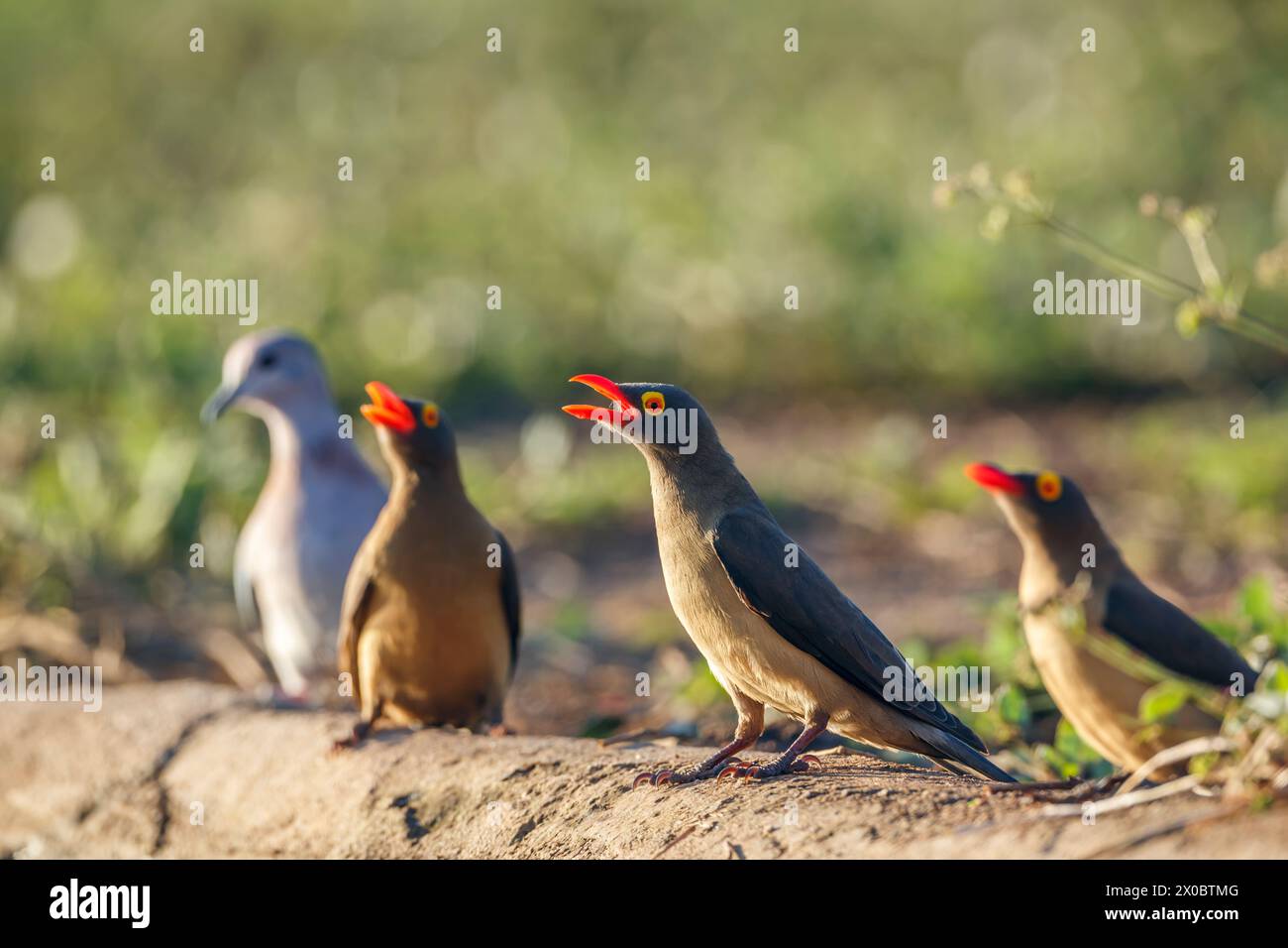 Three Red billed Oxpecker standing ground level in Kruger National park ...