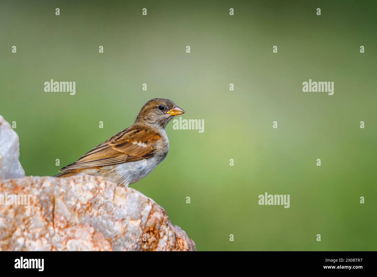 Southern Grey-headed Sparrow standing on a rock isolated in natural ...