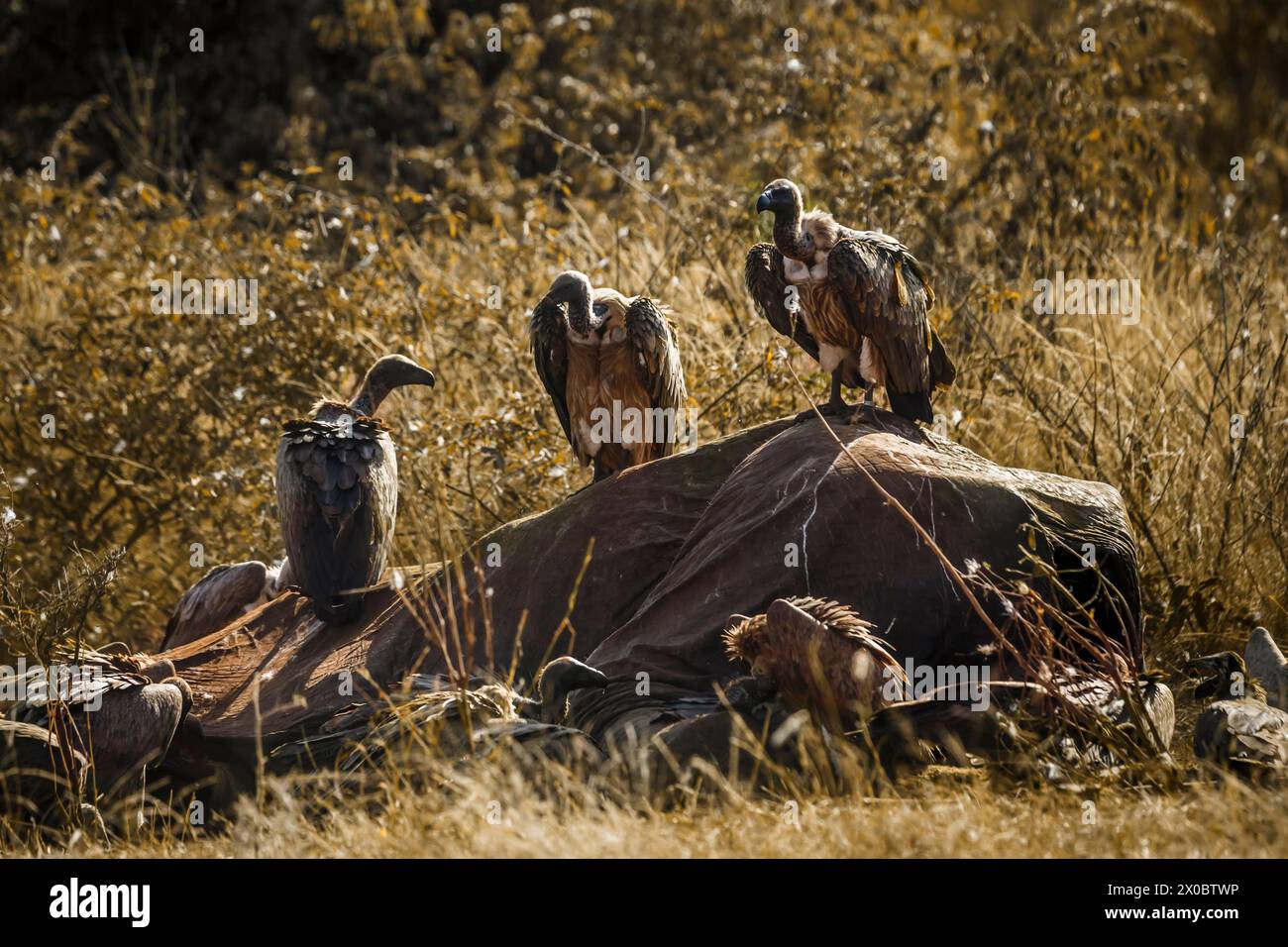 White backed Vulture scavenging on dead elephant carcass in Kruger ...