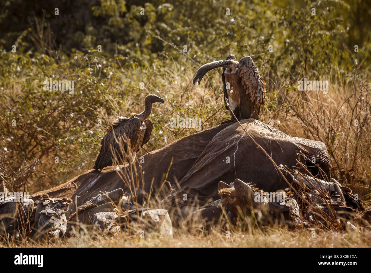 White backed Vulture scavenging on dead elephant carcass in Kruger ...