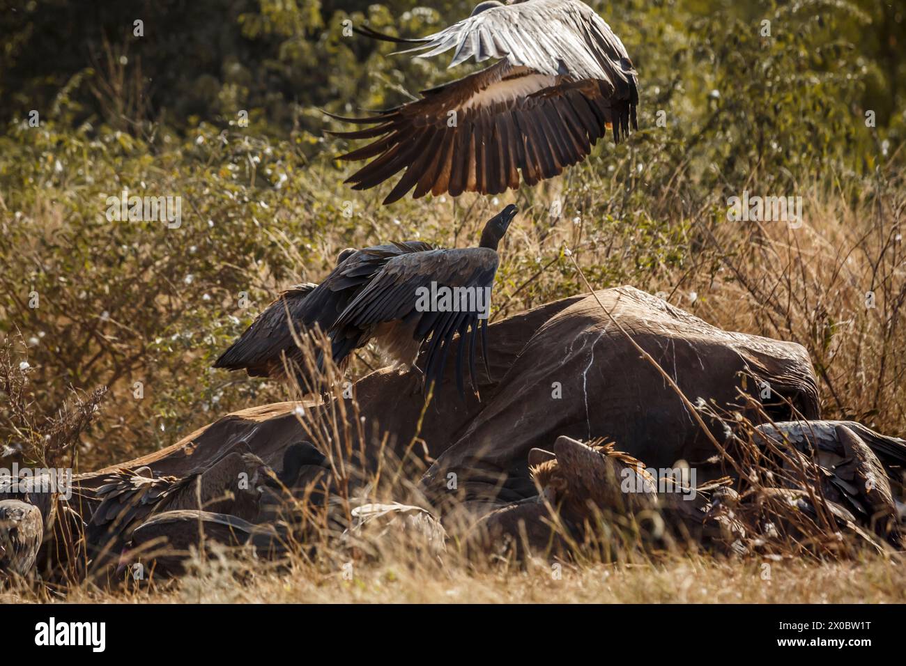 White backed Vulture scavenging on dead elephant carcass in Kruger ...