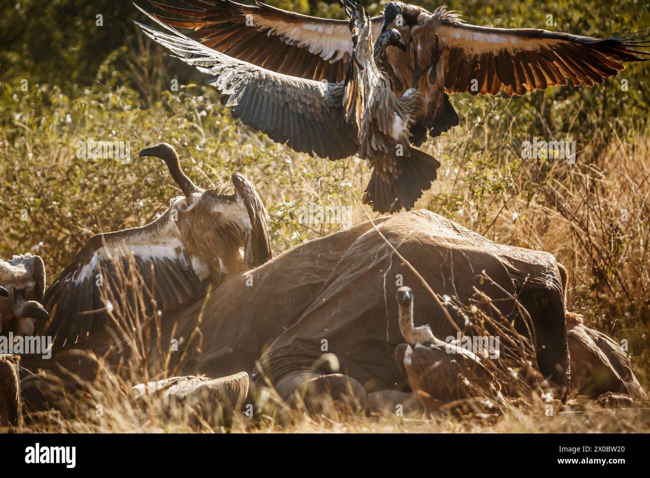 White backed Vulture fighting on dead elephant carcass in Kruger ...