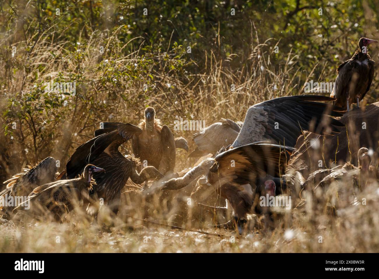 Fight of two White backed Vulture scavenging on dead elephant carcass ...
