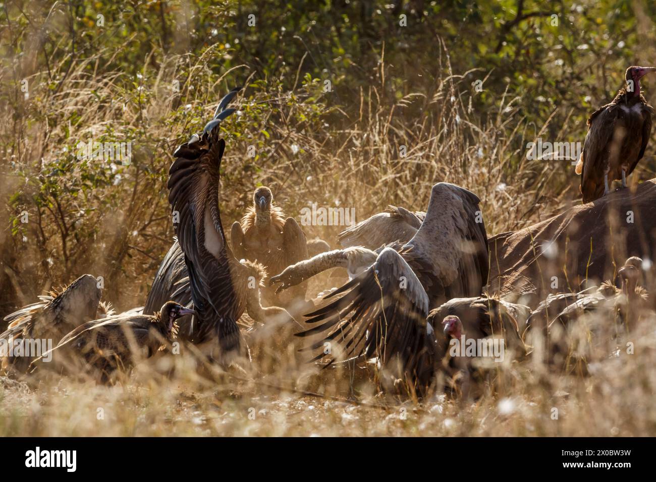 Fight of two White backed Vulture scavenging on dead elephant carcass ...