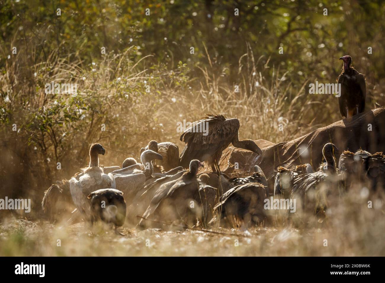 White backed Vulture scavenging on dead elephant carcass in Kruger ...