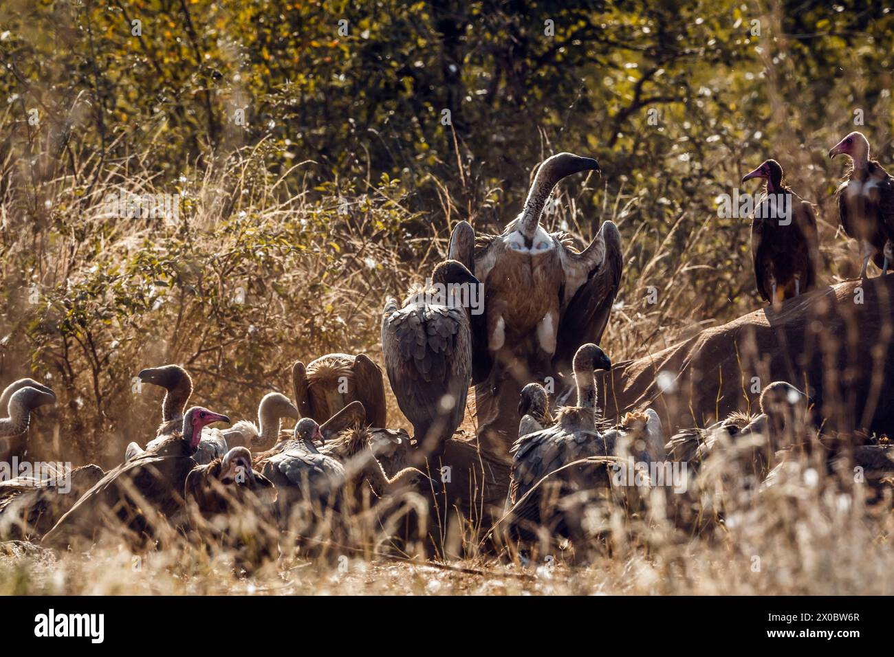 White backed Vulture scavenging on dead elephant carcass in Kruger ...