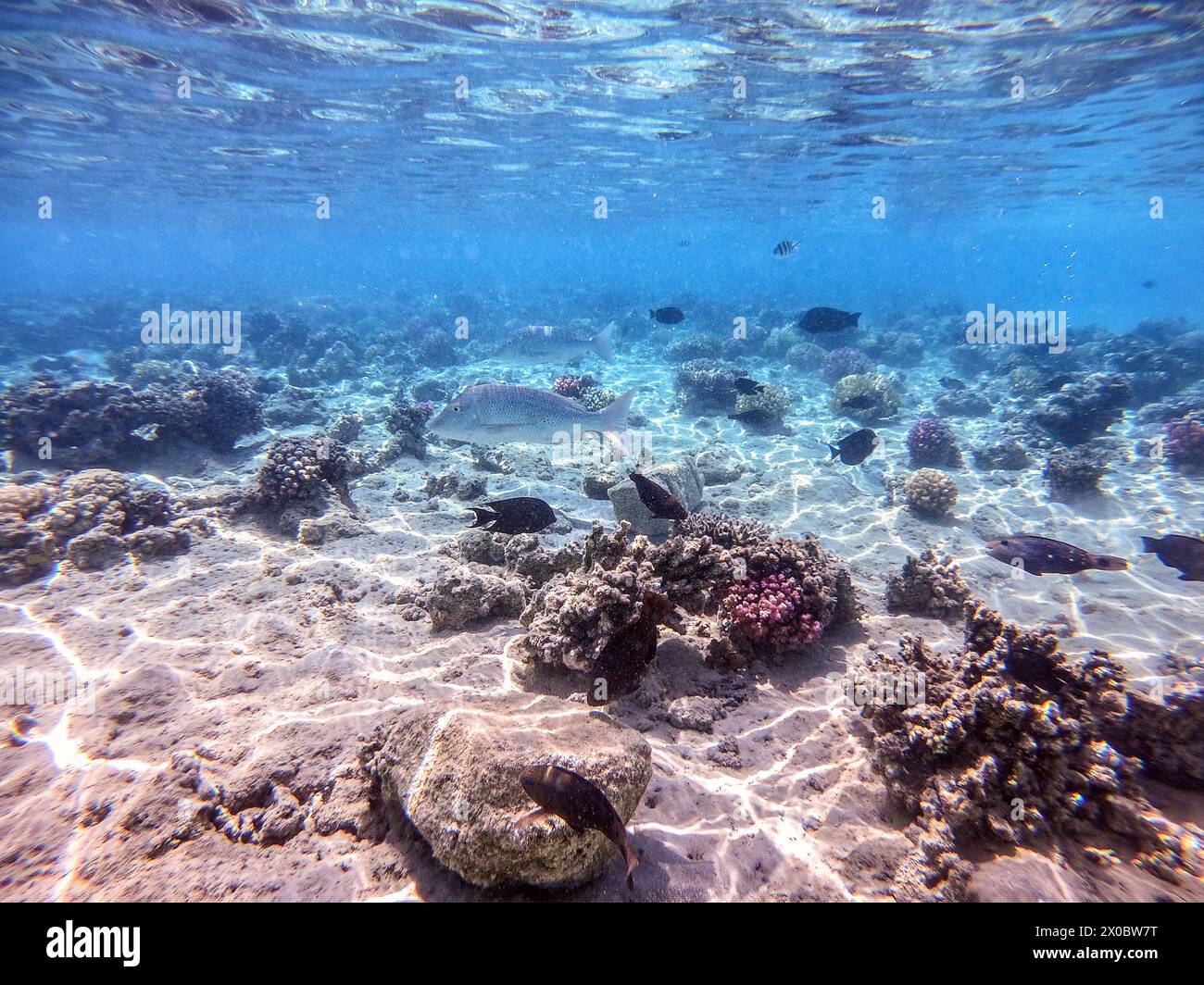 Tropical Spangled Emperor fish known as Lethrinus Nebulosus underwater ...