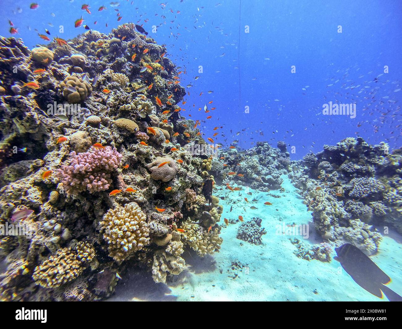 Underwater panoramic view of coral reef with shoal of Lyretail anthias ...