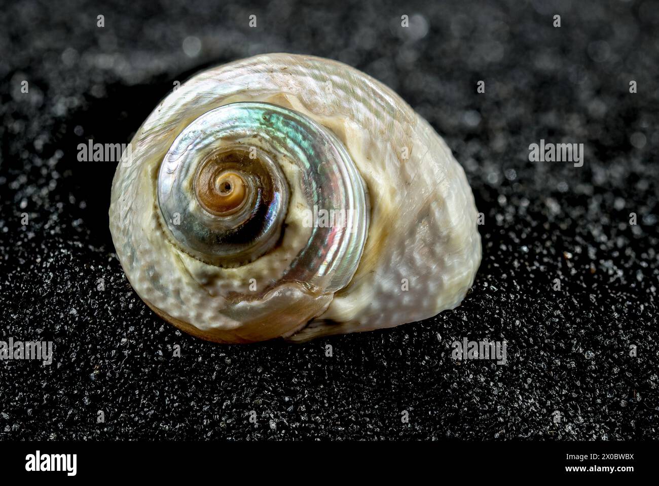 Pearl Turban Sea Snail Shell, Turbo marmoratus, on a black sand ...