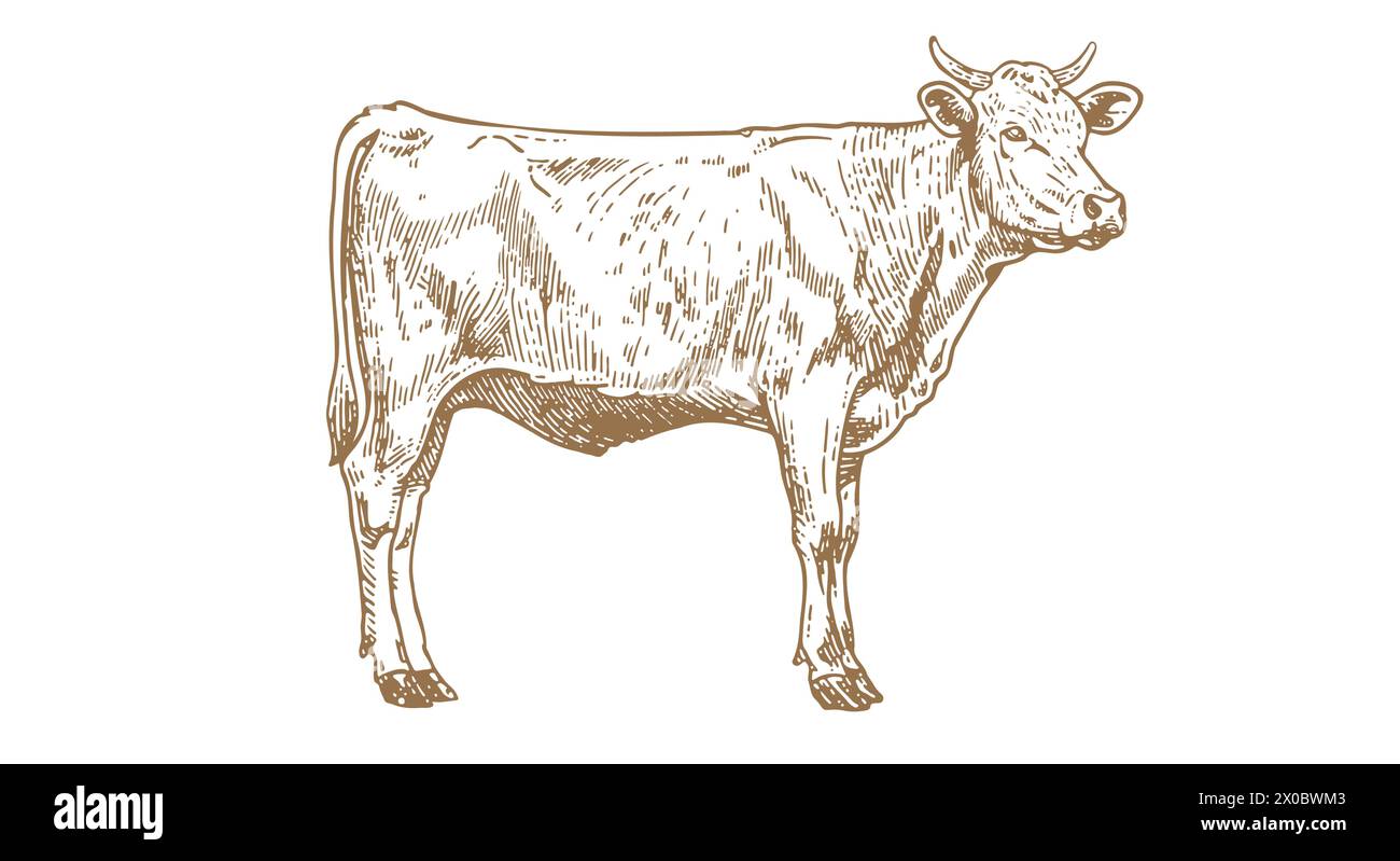 Bull icon print line Cut Out Stock Images & Pictures - Alamy