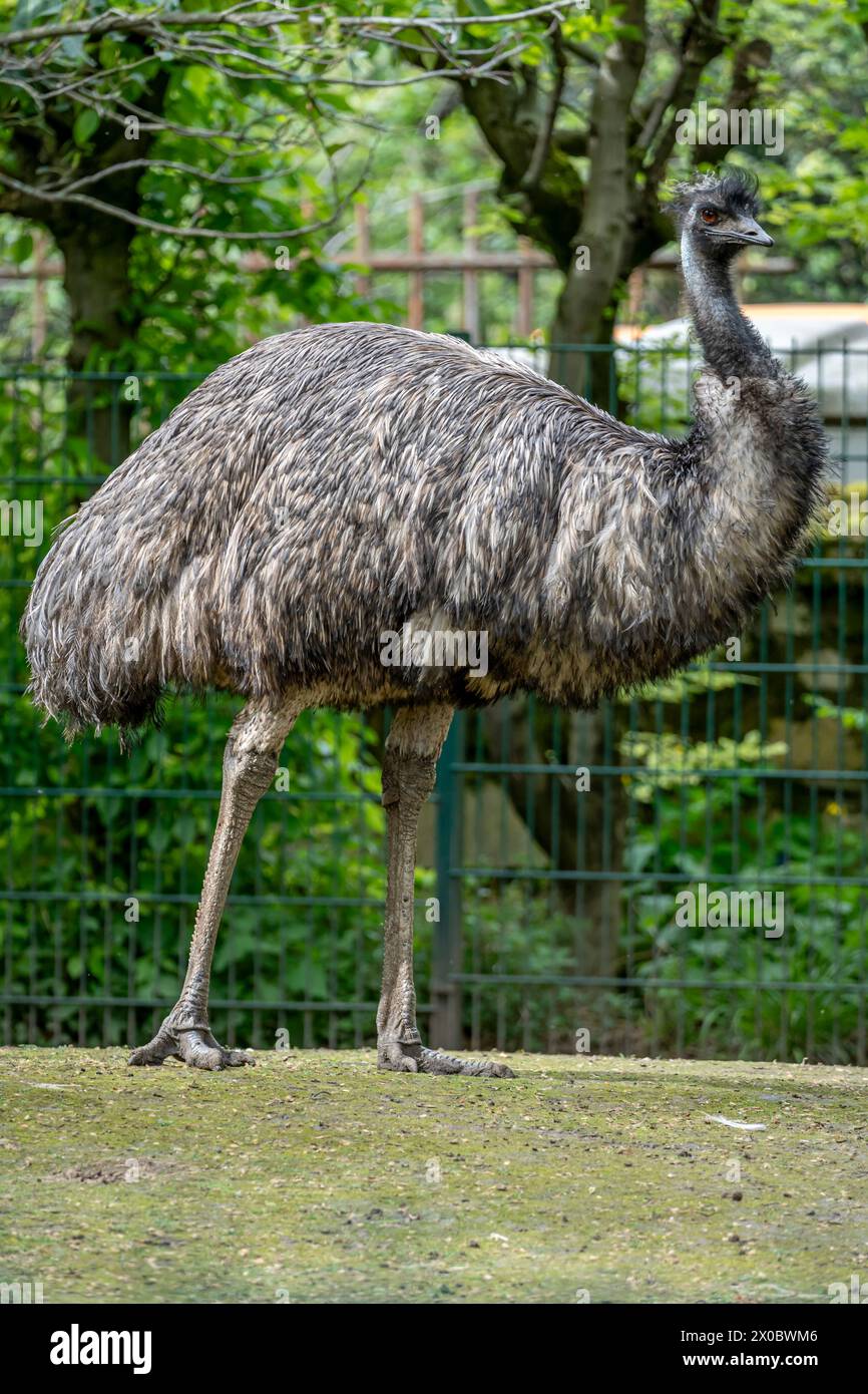 The menagerie, the zoo of the plant garden. View of an Australian emu ...