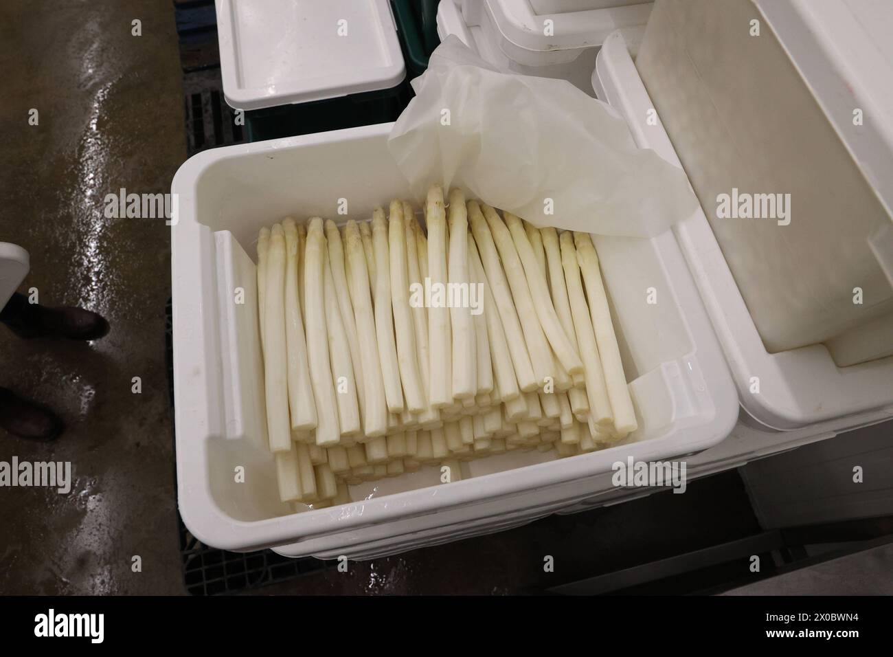 Niedersachsen, Fuhrberg, Offizielle Eröffnung der Spargelsaison auf dem ...