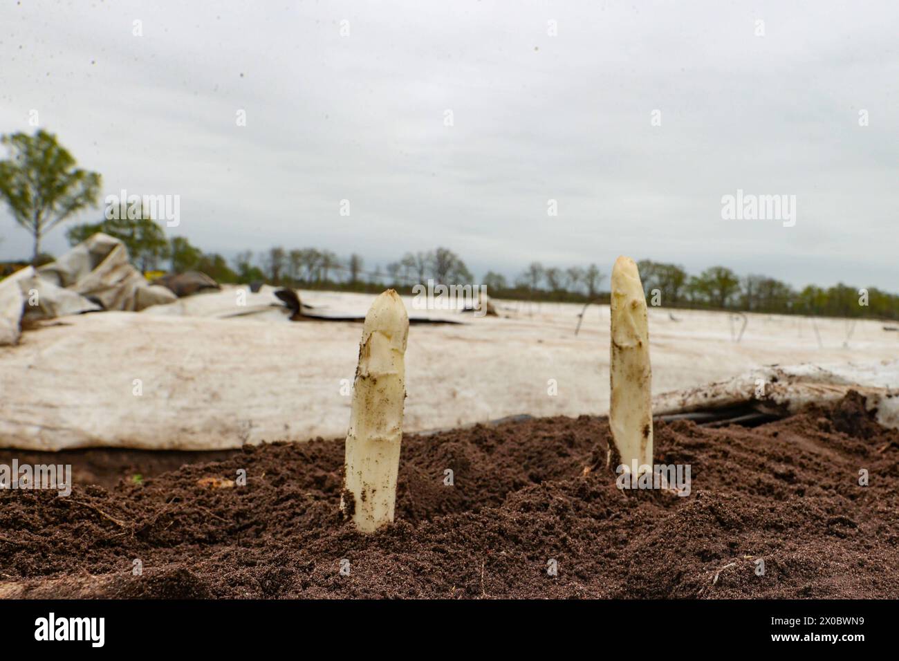 Niedersachsen, Fuhrberg, Offizielle Eröffnung der Spargelsaison auf dem ...